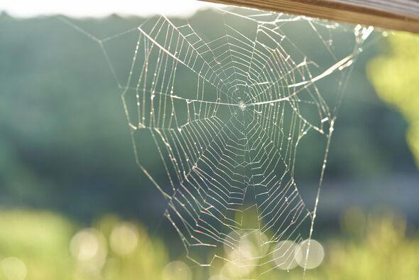 Spring spider season begins as UK households urged to leave 1 item on ...