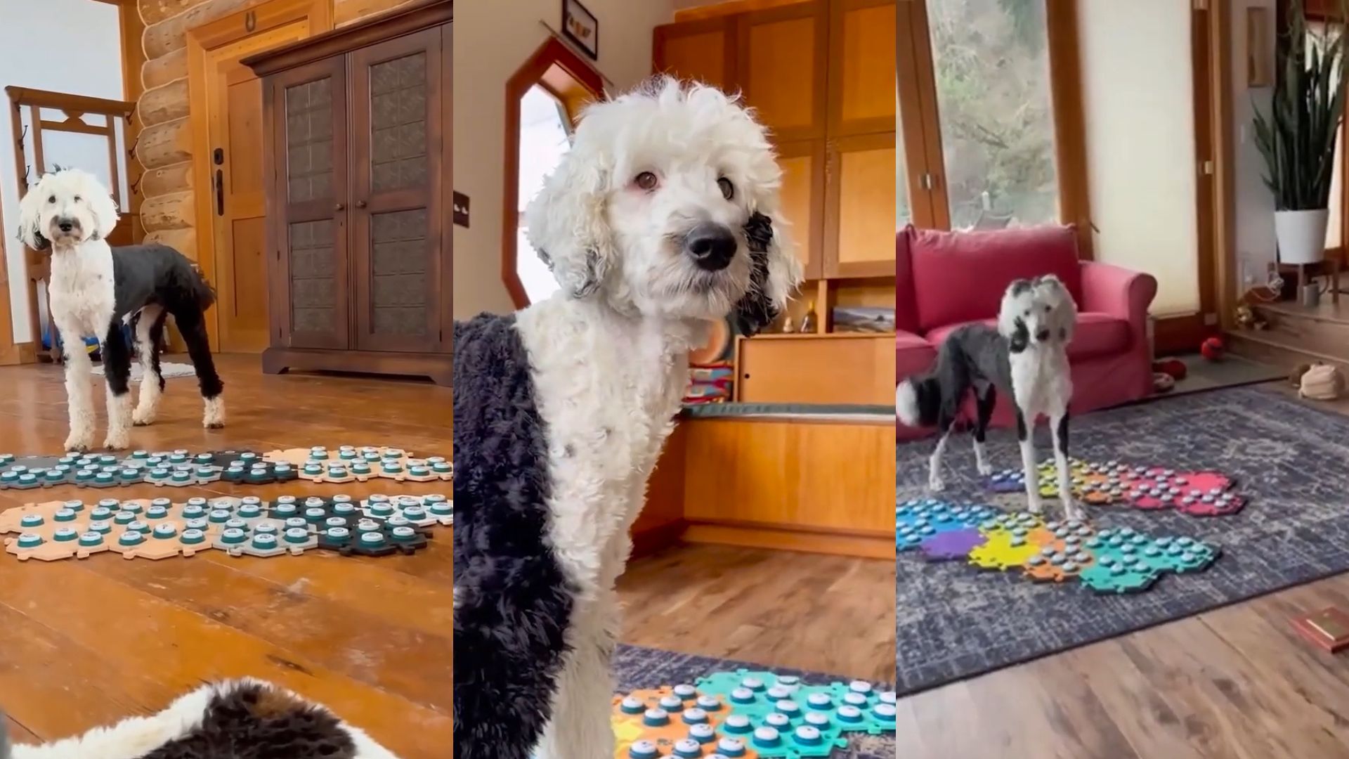 Bunny the talking dog highlights