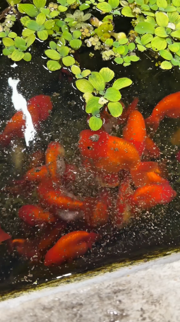 Blessing my goldfish: heartwarming pet moment