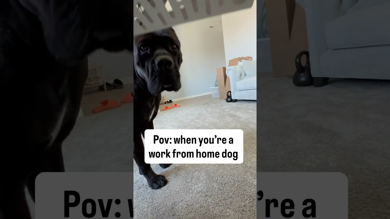 My dog's idea of work