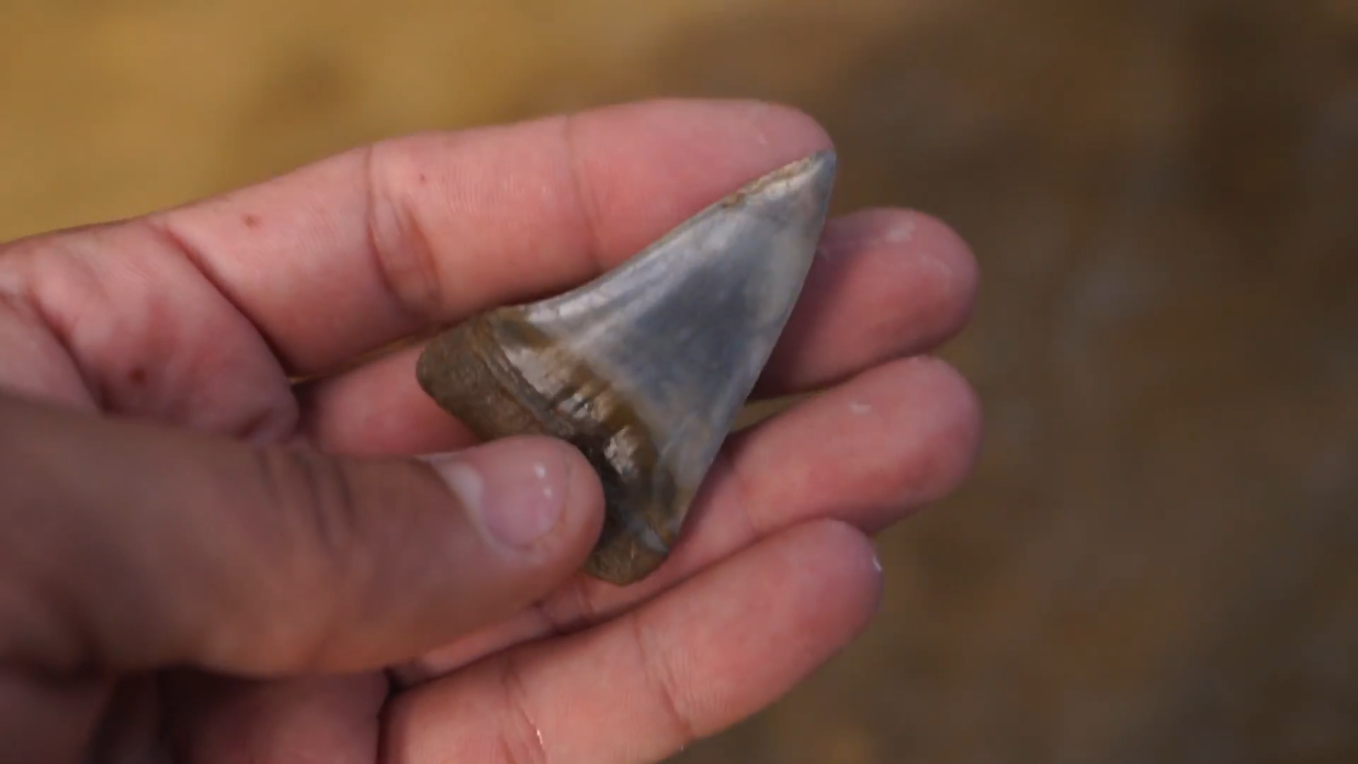 A small creek in Florida - then it started giving up megalodon teeth