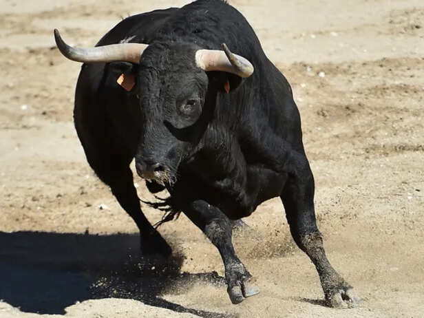 Man, 33, dies after bull attack at Spanish festival in tragic running ...