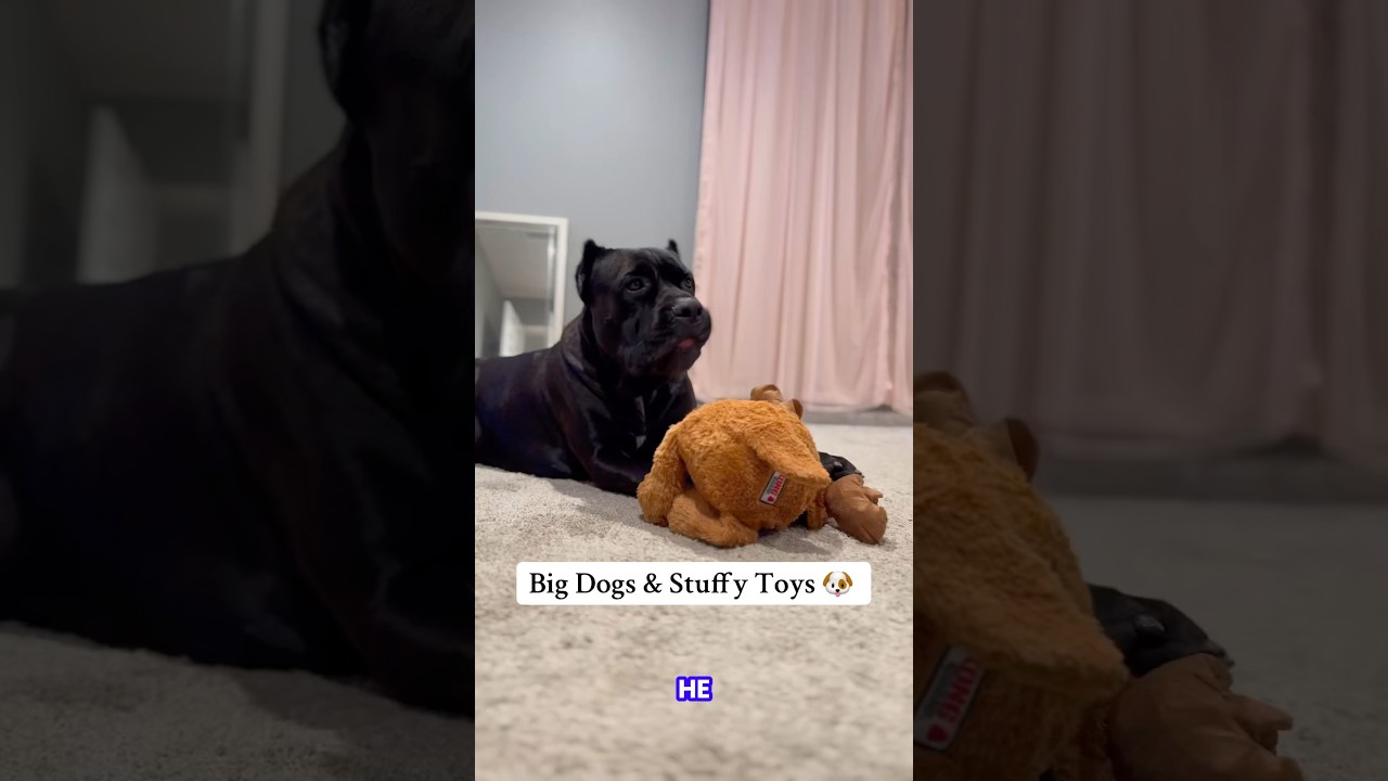 What is it with big dogs and stuffed toys?