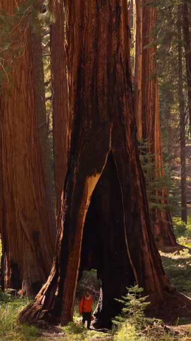 Seeing the giant trees for the first time changes everything