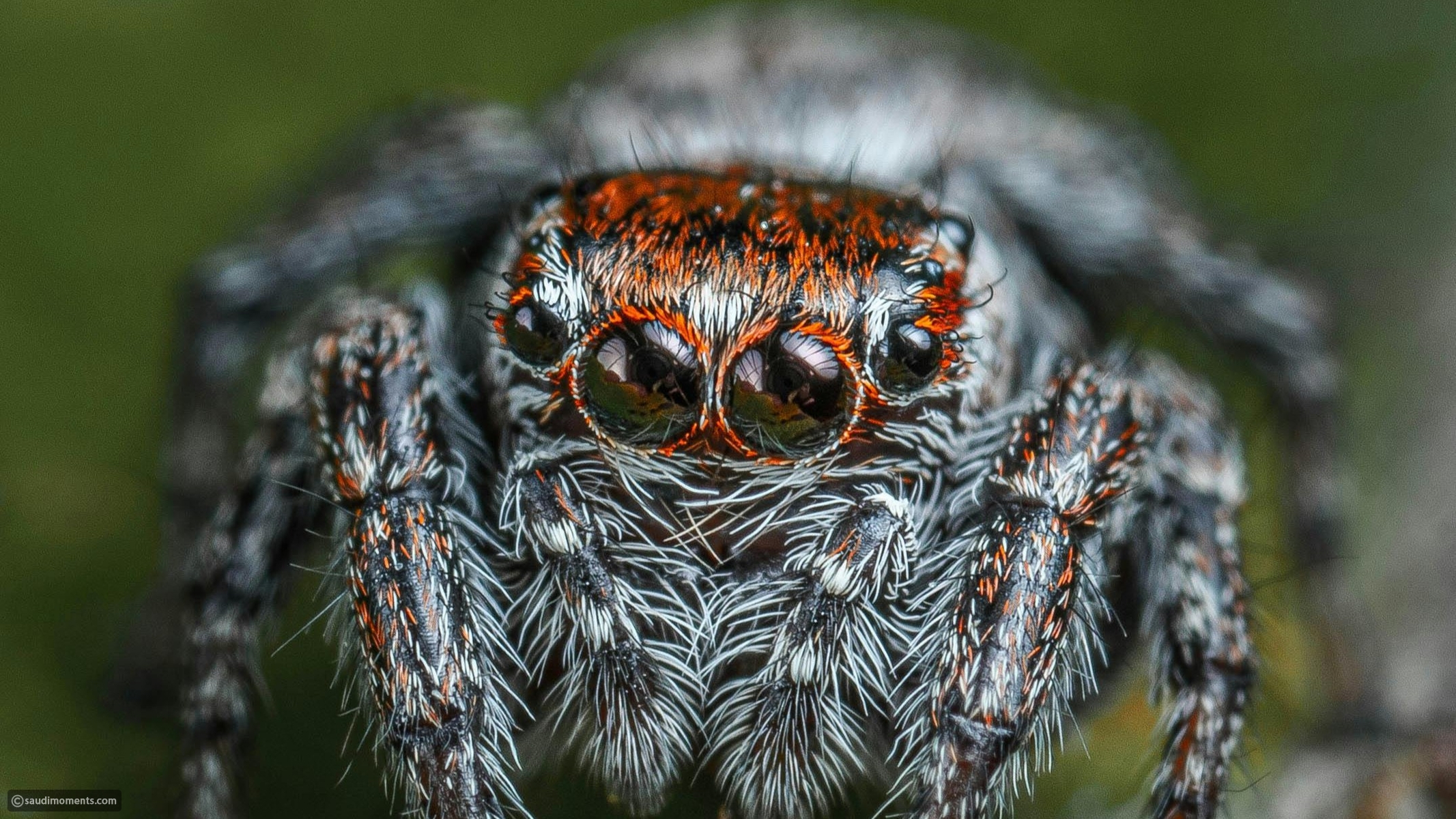 10 animals that turned Earth’s worst conditions into their habitat