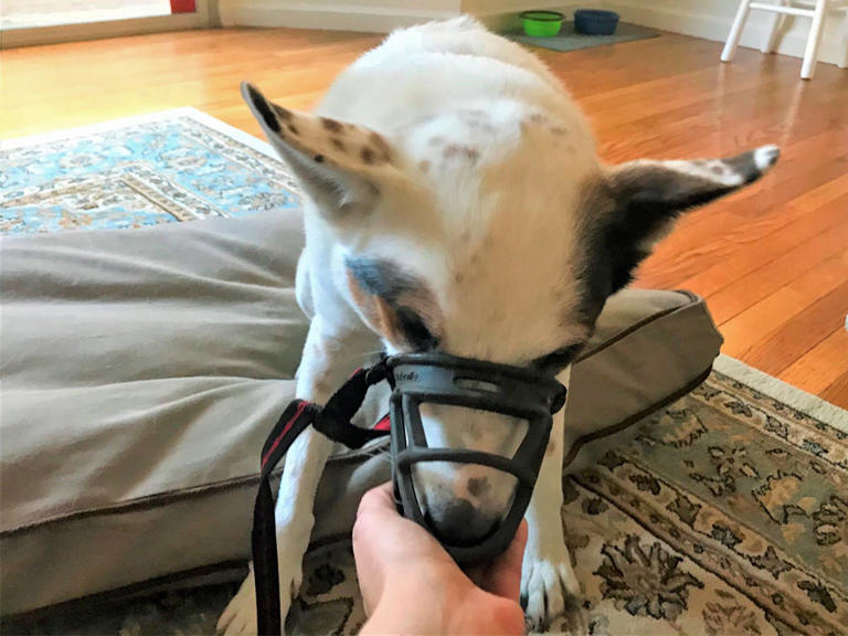 How to properly introduce a dog to a muzzle, according to a ...