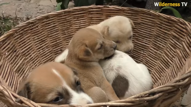 Watch scared little puppies move into their first real home