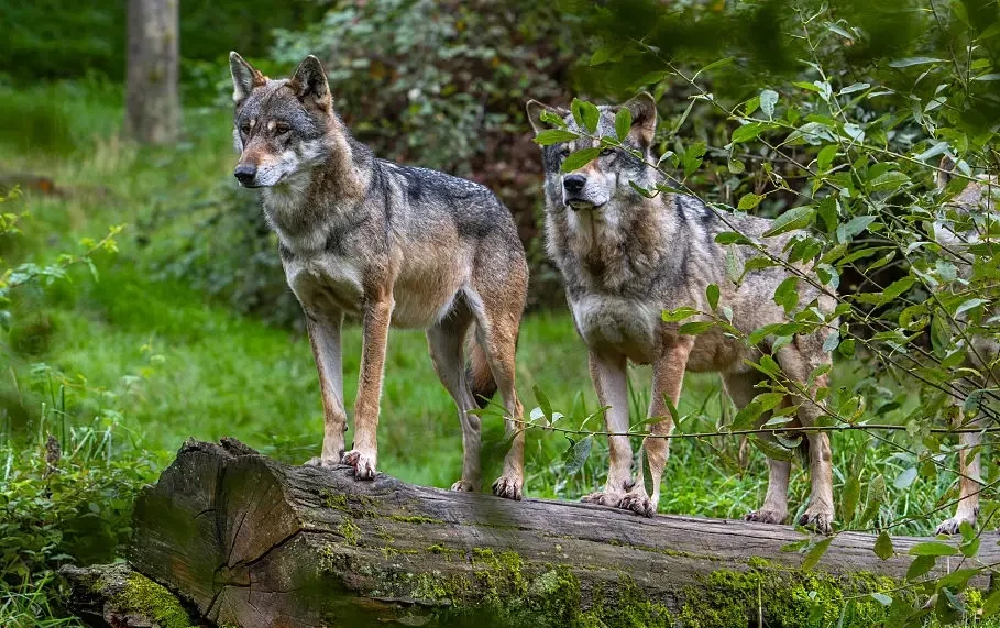 Isle Royale wolves near record high as moose numbers fall