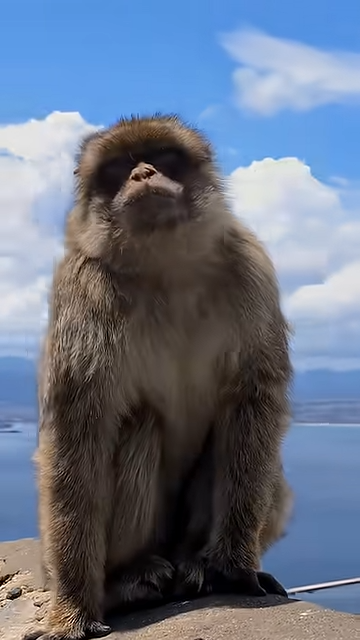 Watch what happens when Europe becomes obsessed with a single monkey
