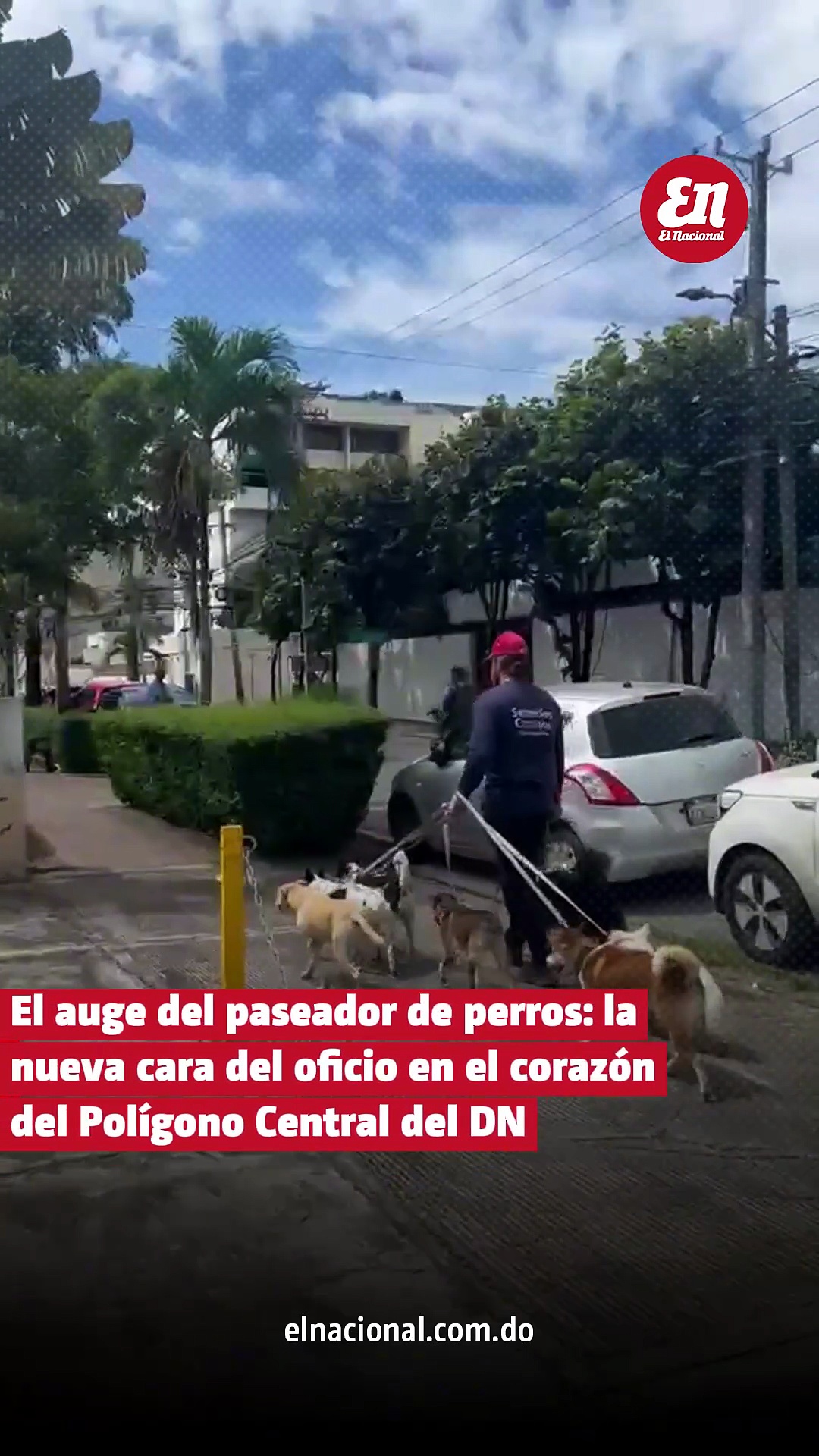 ¡Qué bien! El auge del paseador de perros: La nueva cara del oficio en ...