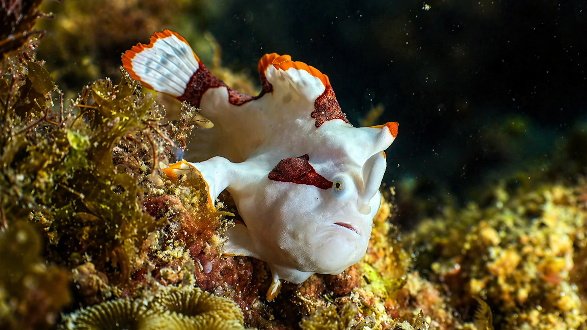 Rare anglerfish resting on vibrant underwater seabed