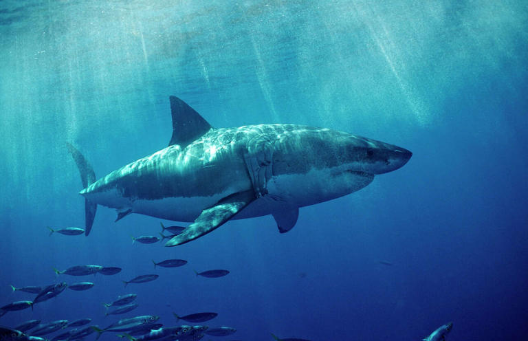 California's super warm water is driving unusual shark behavior