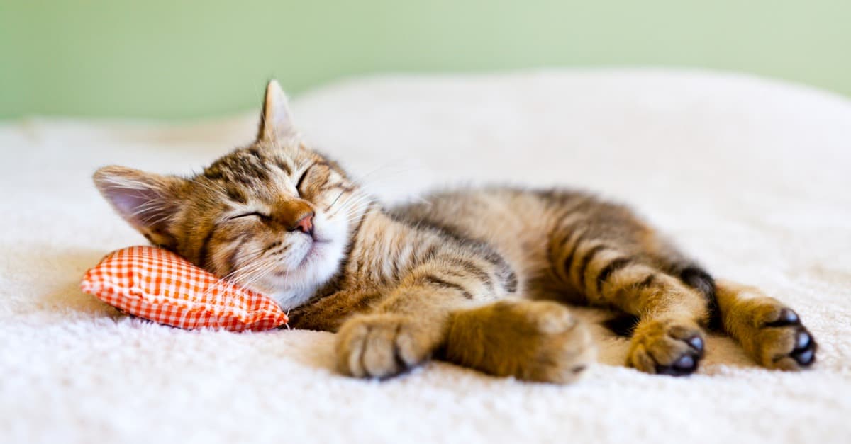 Study finds cats show signs of grief after losing a companion