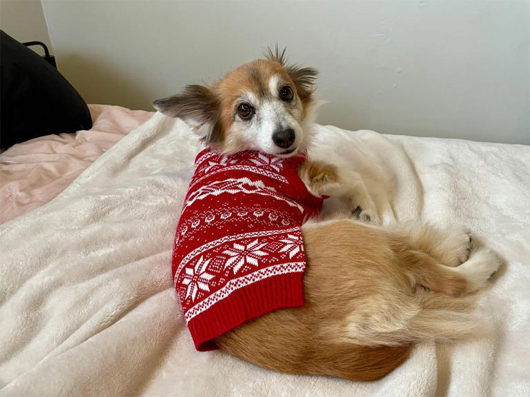 I bought matching holiday sweaters for me and my dog — it's my best ...