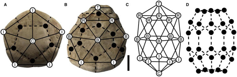 Scientists found a perfect and strange ball structure inside 80-million ...