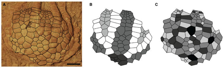 Scientists found a perfect and strange ball structure inside 80-million ...