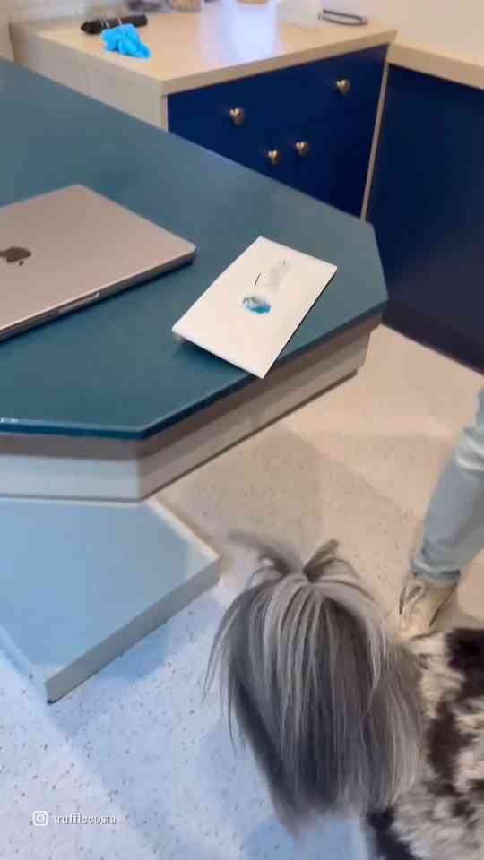 Meet Truffle Costa, the doodle star who’s officially claiming her spot ...