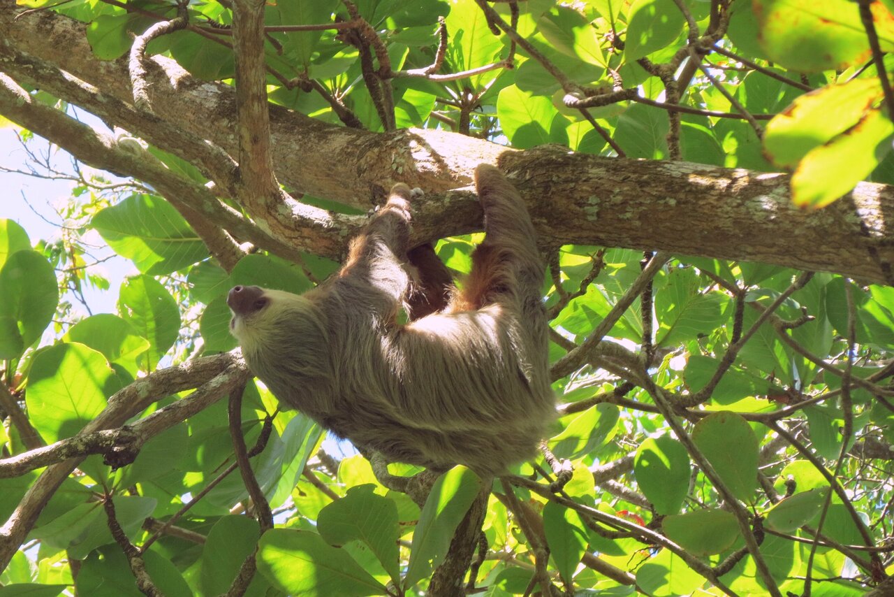 More than two species? Scientists challenge taxonomy of two-toed sloths ...