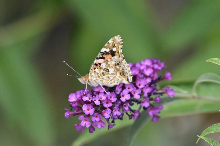 Árvore-das-borboletas: conheça a Buddleia, planta com flores ...