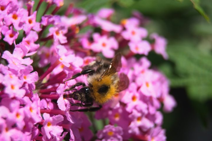 Árvore-das-borboletas: conheça a Buddleia, planta com flores ...