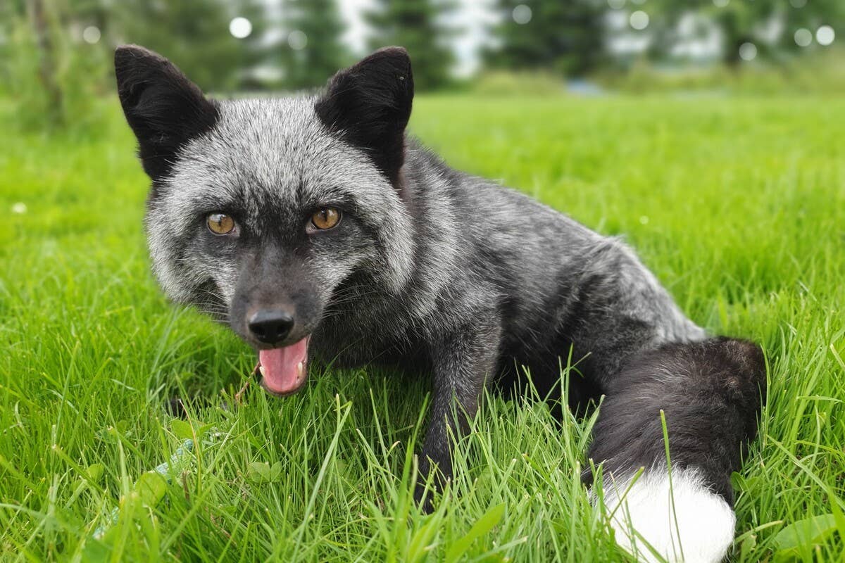 Playful fox's hilarious 'sneak attack' on his human mom goes viral