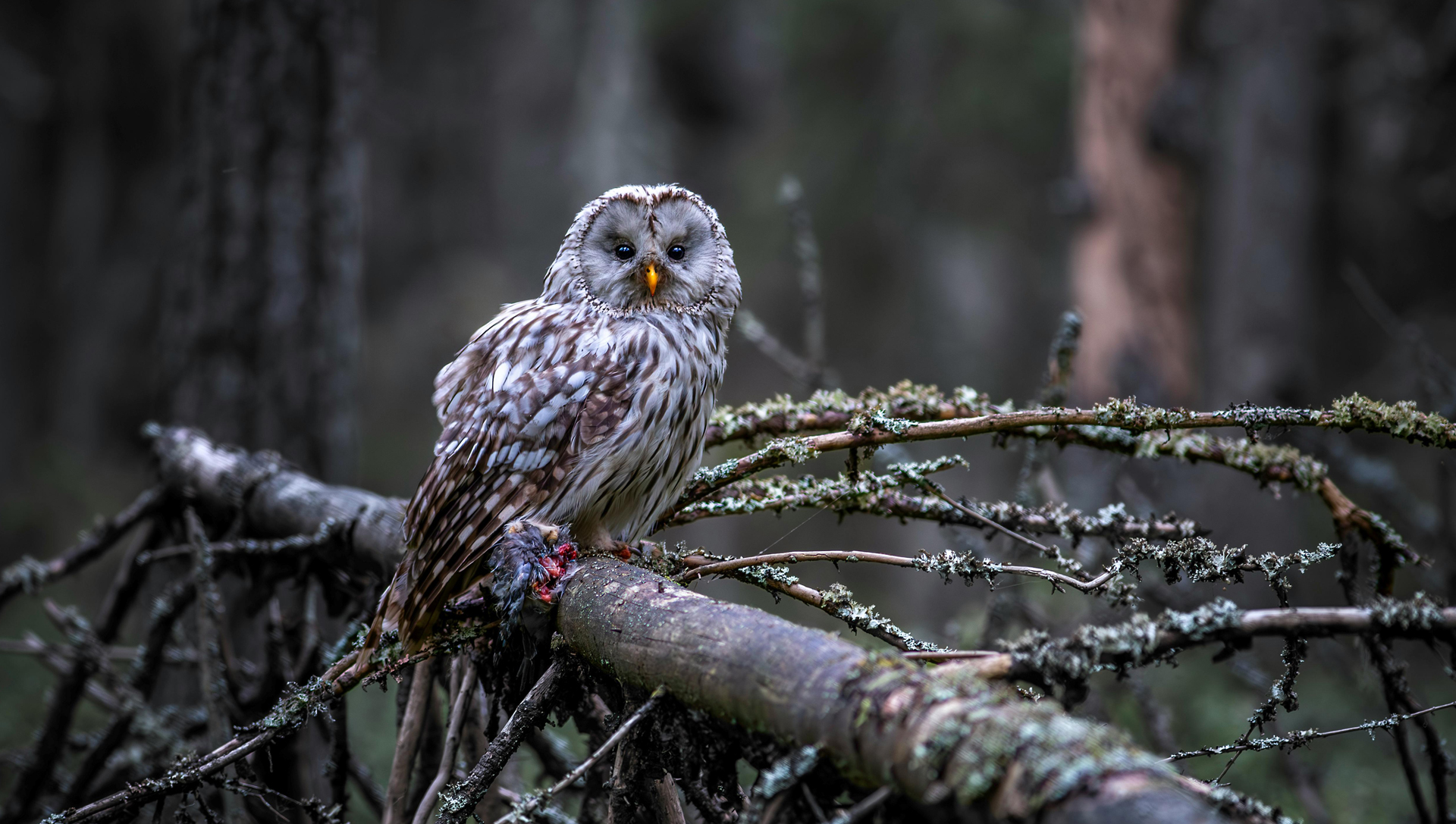 Wildlife Experts Say These Animal Warning Sounds Mean More Than People ...
