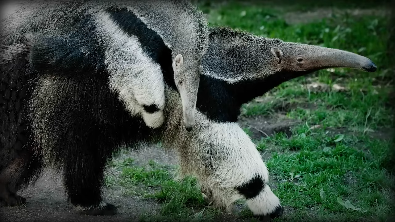 Watch what happens when an anteater’s claws become deadly in close combat