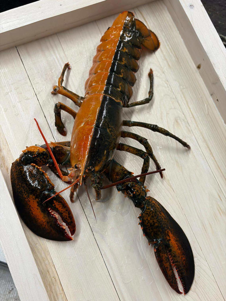 Half orange, half brown: The rare lobster that beat the odds and ...