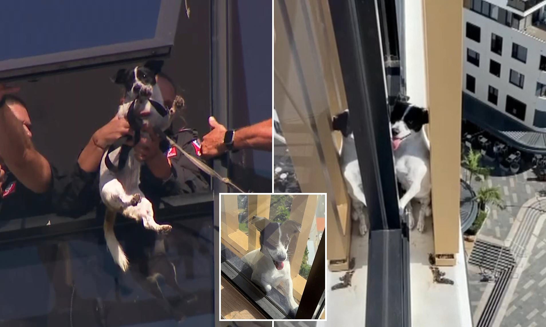 Elbie the Jack Russell Terrier is found perched on a tiny ledge 13 ...