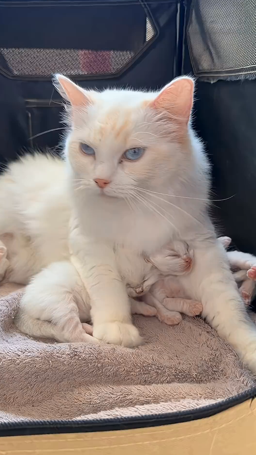 Apple and her kittens at rest