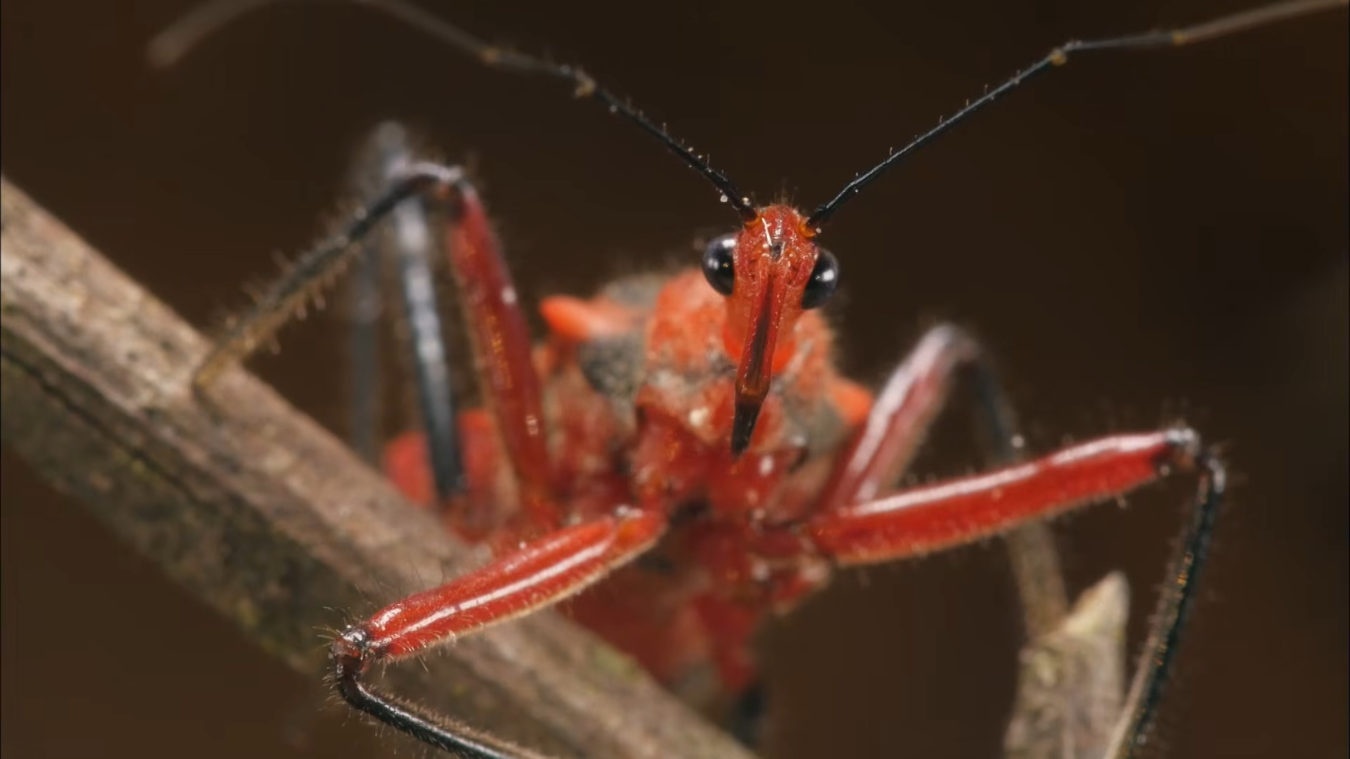 This giant centipede snatches bats out of midair - and eats them alive ...