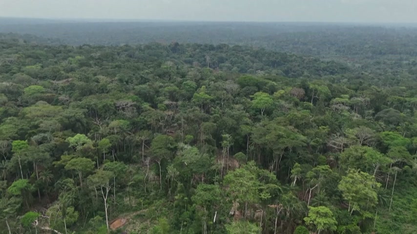 US lawmakers urge EU not to water down deforestation law ahead of review