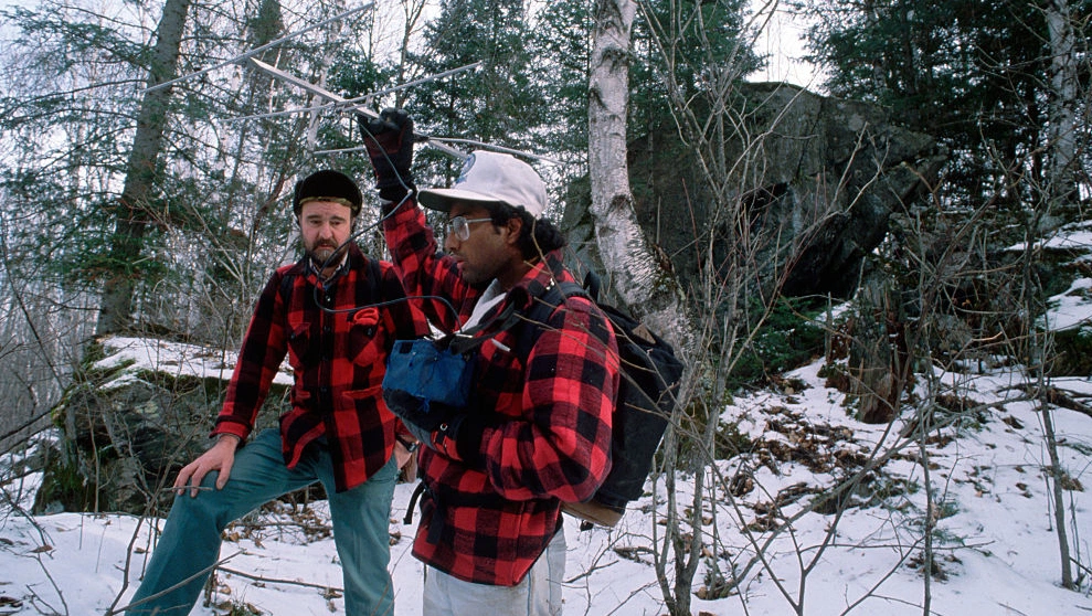 Isle Royale wolves near record high as moose numbers fall