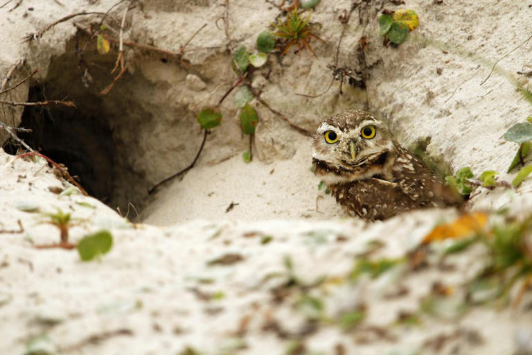 Wildlife Experts Say These Animal Warning Sounds Mean More Than People ...