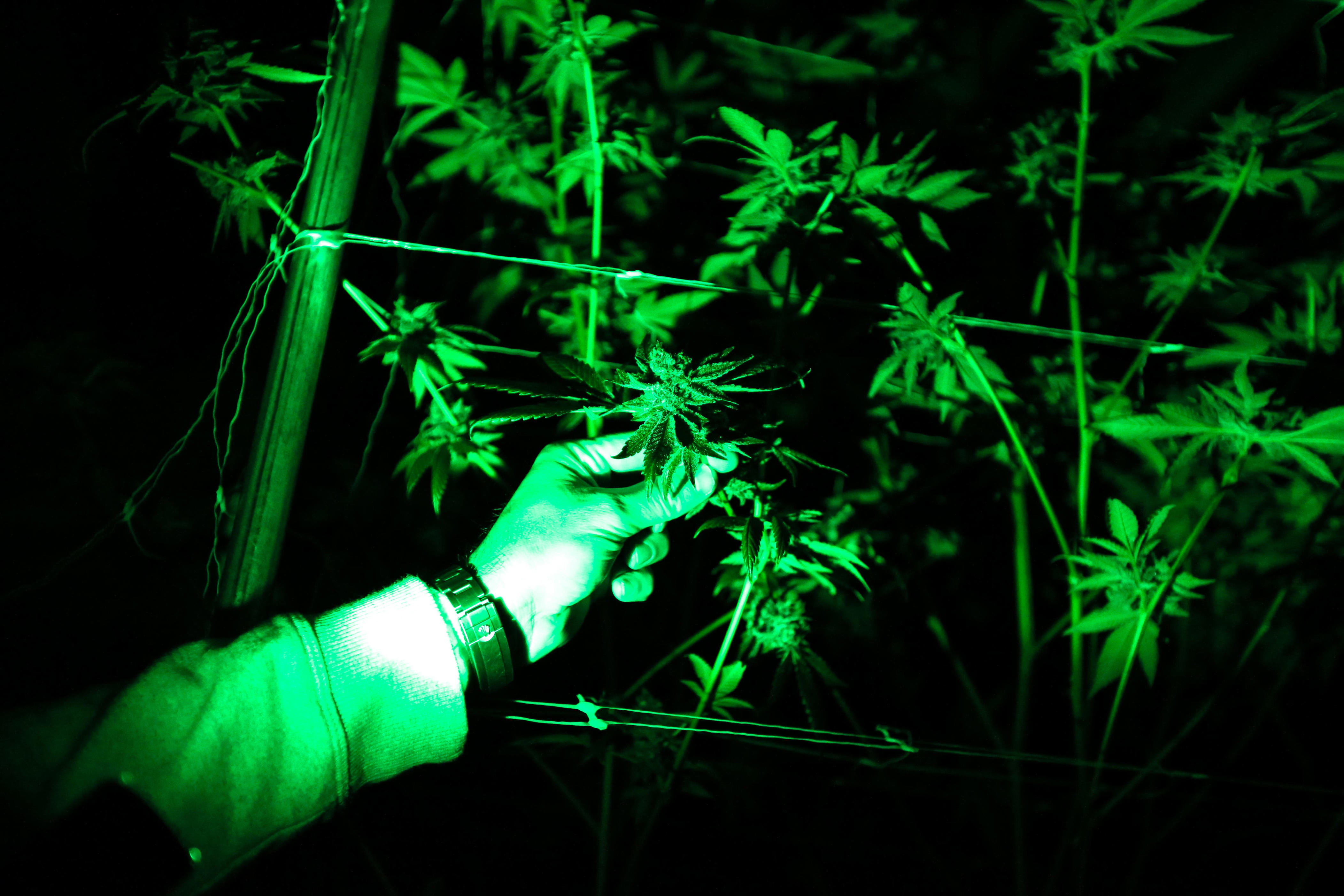 Six things to know about marijuana reclassification's impact on Oklahoma