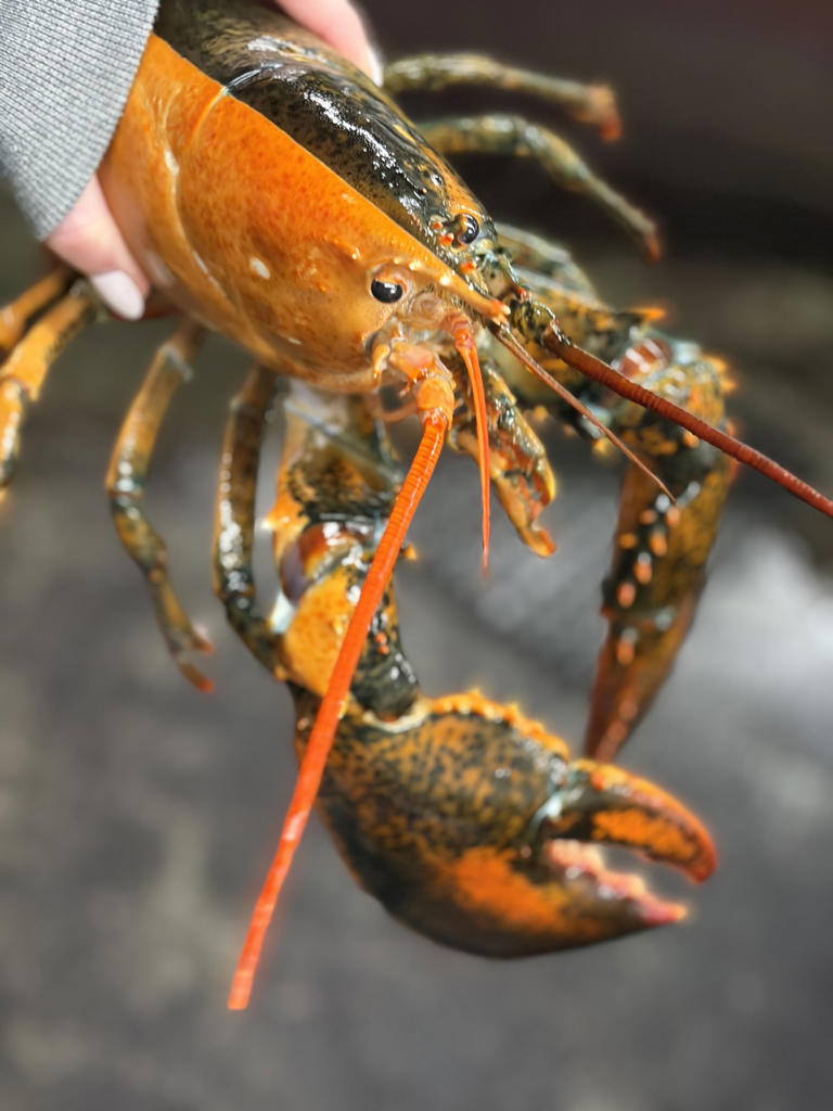 See the 1-in-50-million split-color lobster caught off the coast of ...