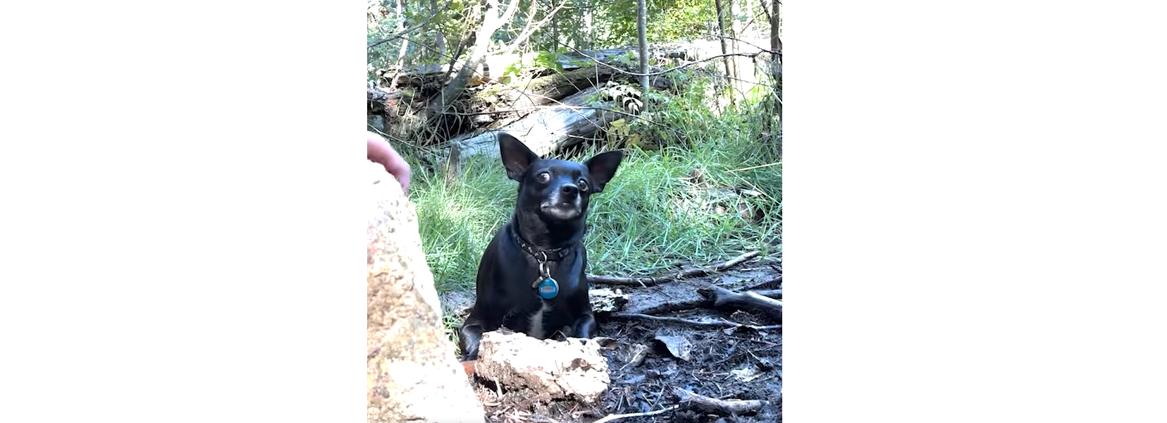 This dog was too scared to be touched then this happened