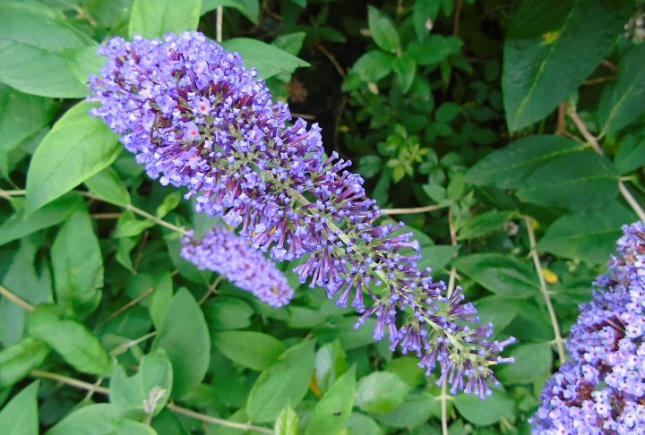 Árvore-das-borboletas: conheça a Buddleia, planta com flores ...