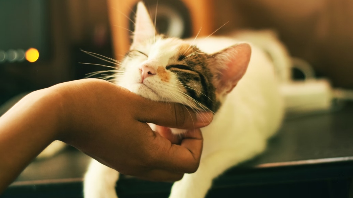 What is single cat syndrome? A guide for single cat owners