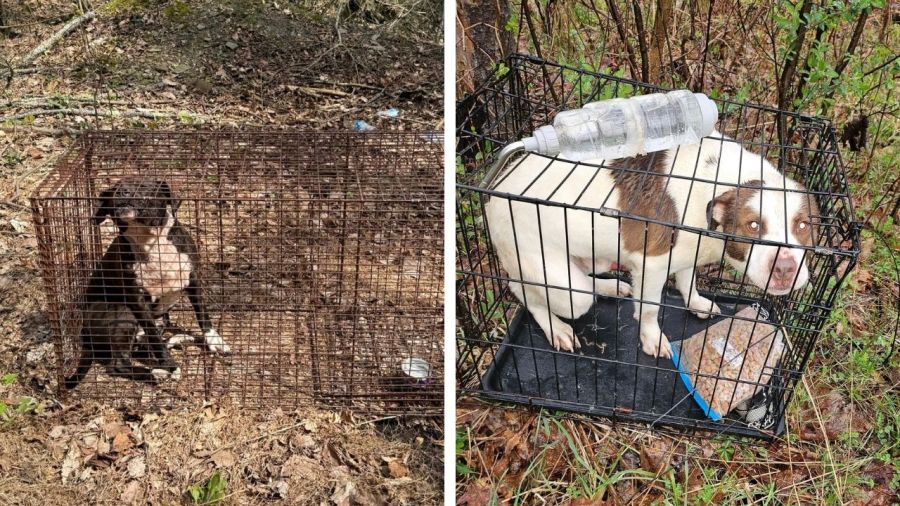 Reward offered for information on dog abandonment cases in Chemung County