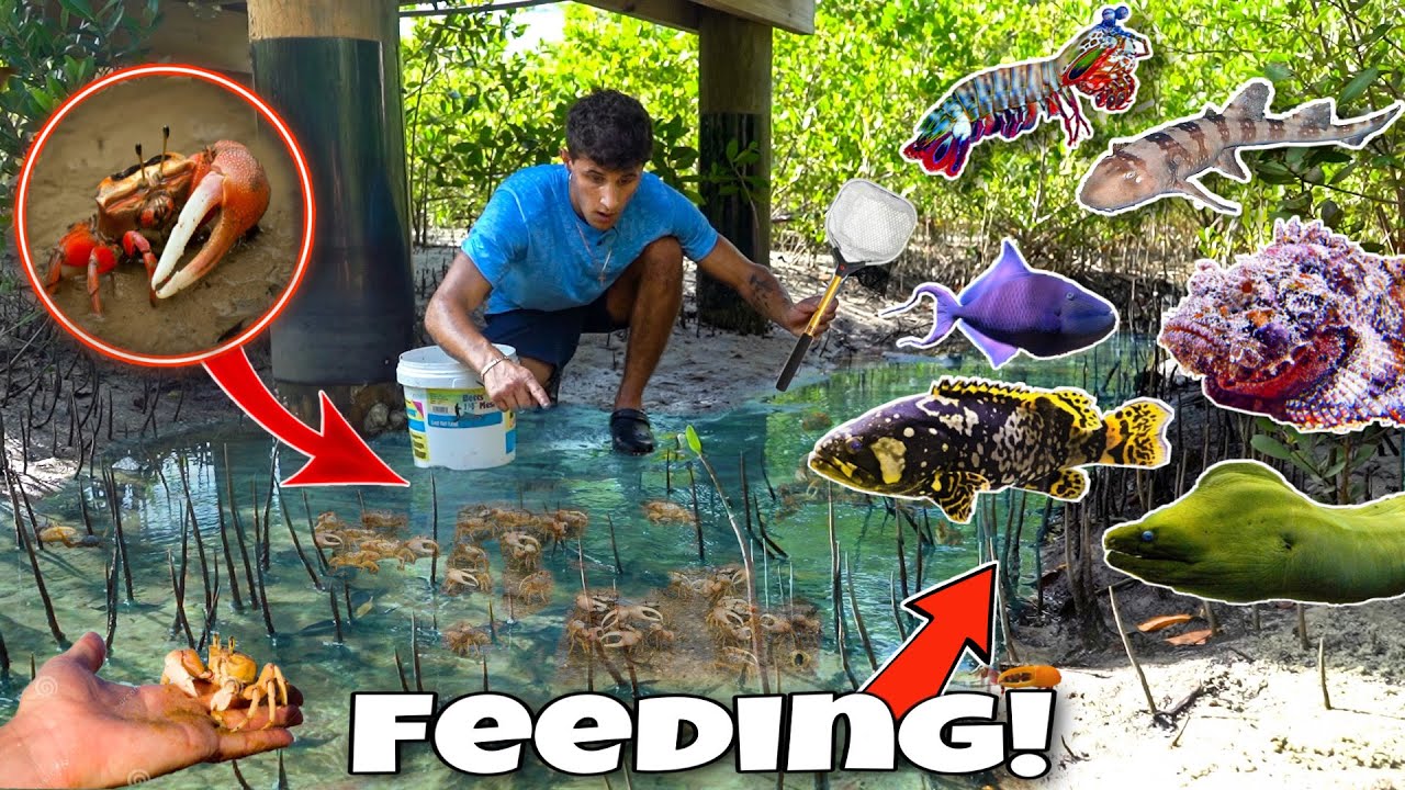 Watch my fish devour these crabs! 🔥