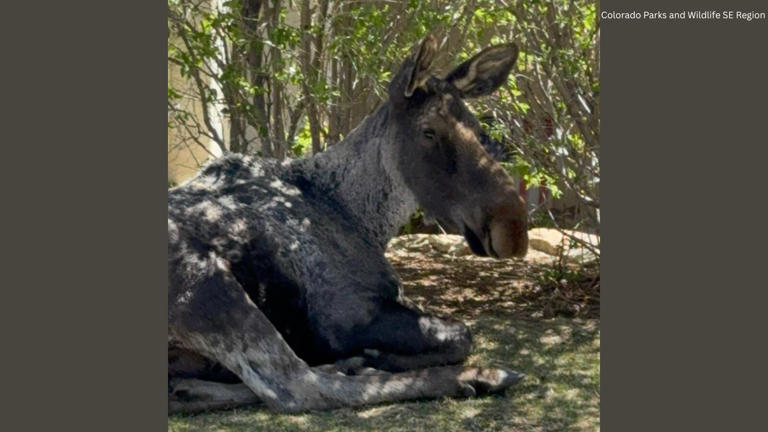 Colorado Parks and Wildlife relocate moose from northern Colorado ...