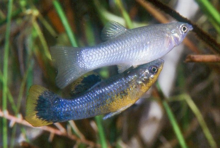 Poecilia formosa: espécie rara de peixe capaz de 'se clonar' sem ...