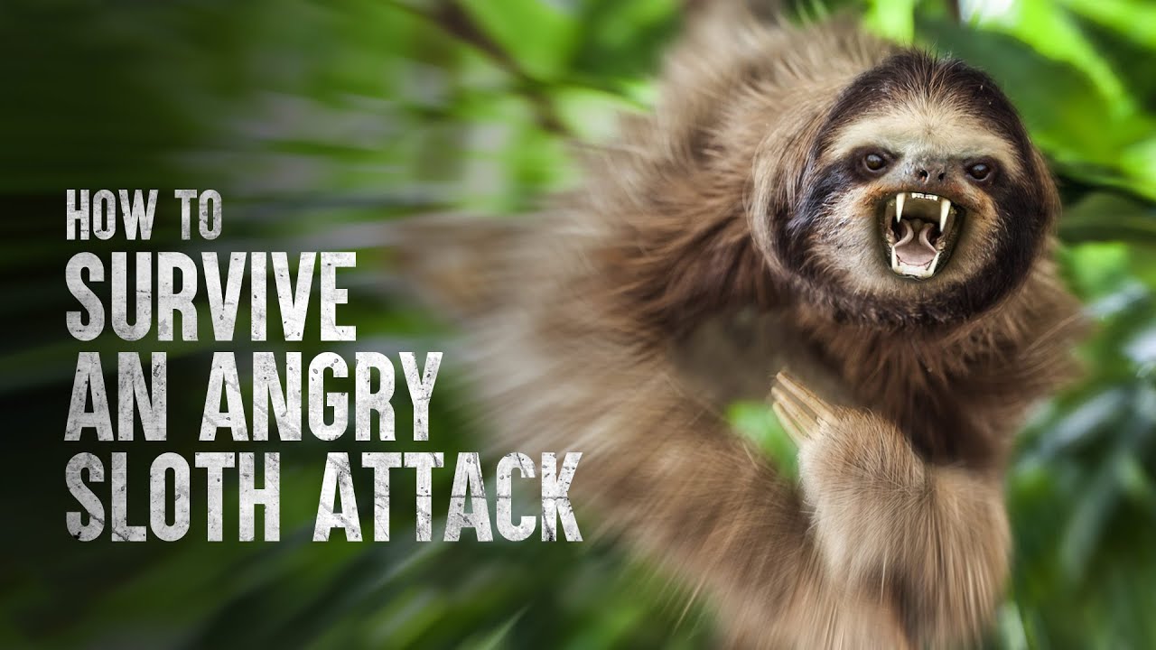 Learn the funny scientific facts about surviving a sloth attack