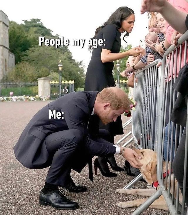 22 wholesome dog memes perfectly capable of calming your burnt out brain