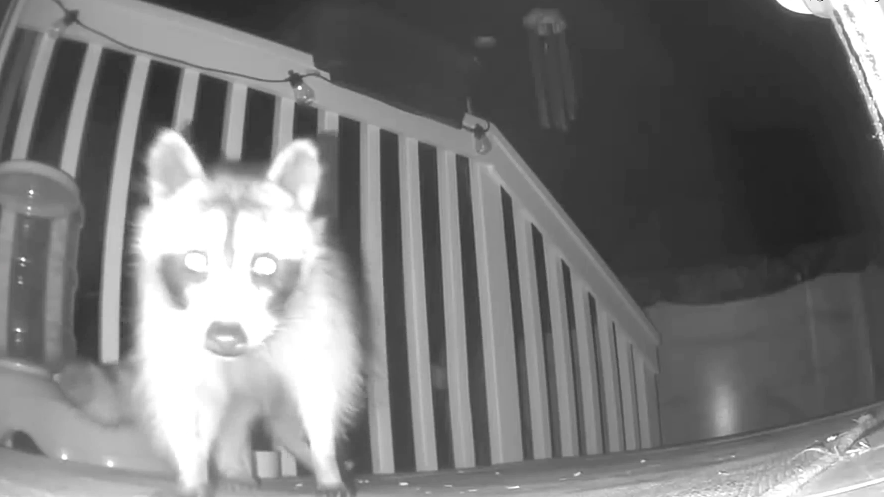 Security camera records raccoon stealing it