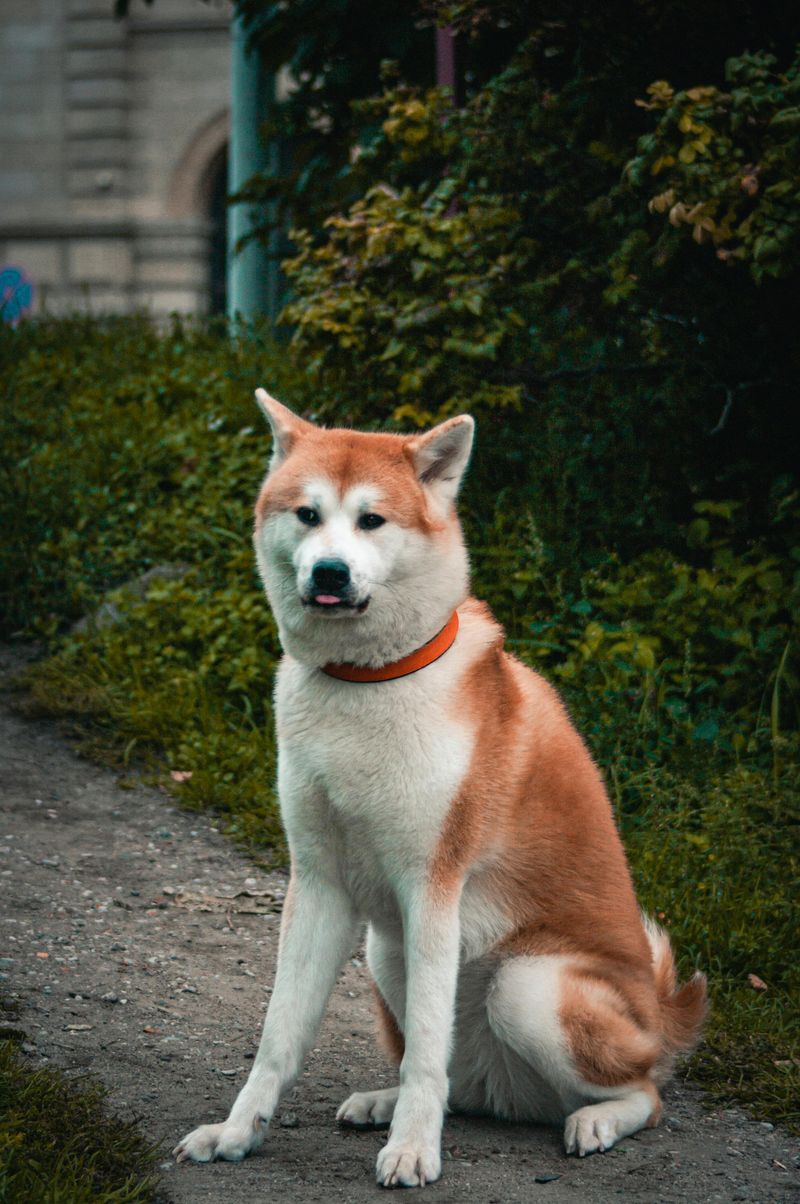Ranking 13 dog breeds that love deeply and stay loyal