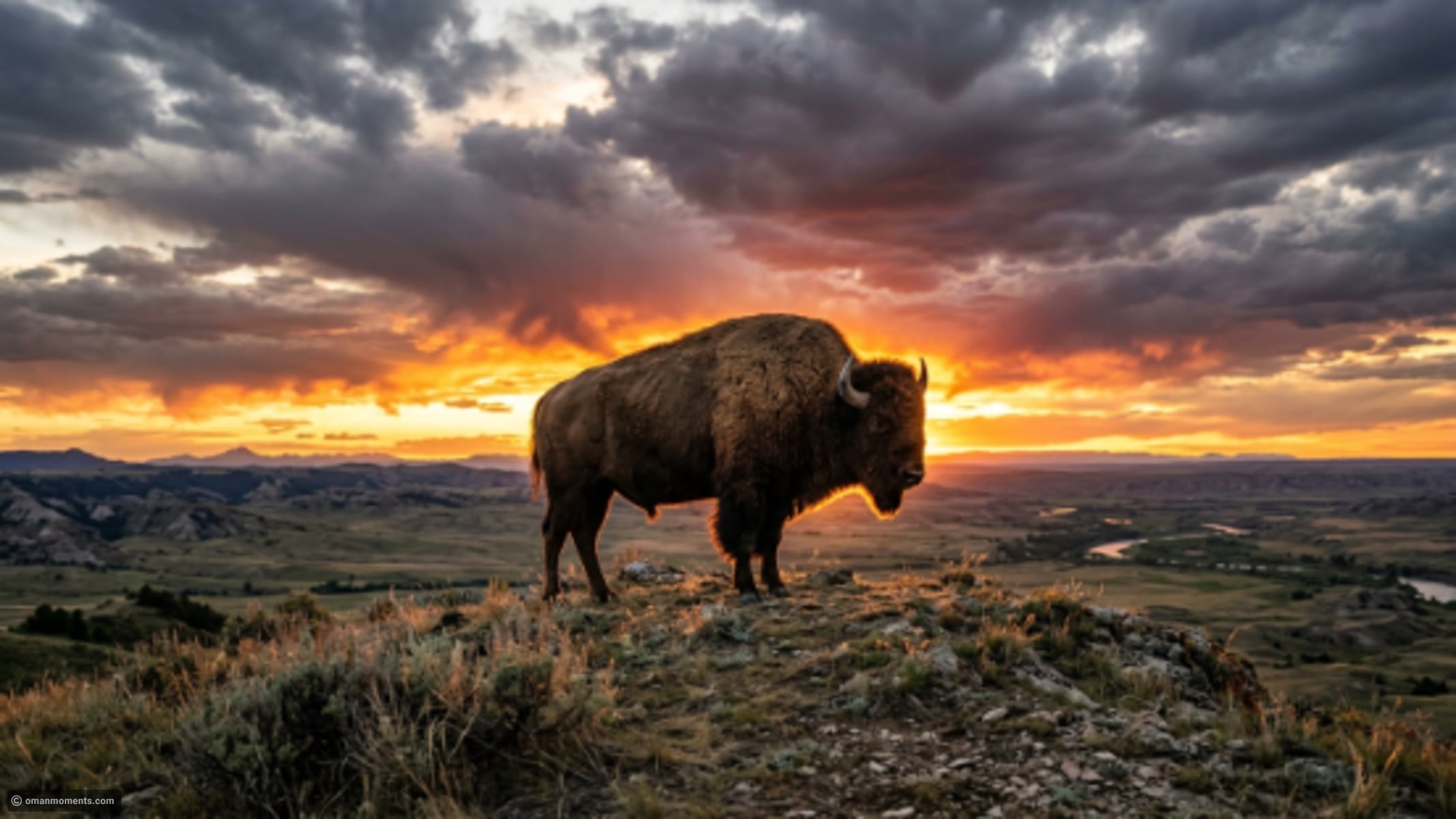 Interesting facts about the American bison