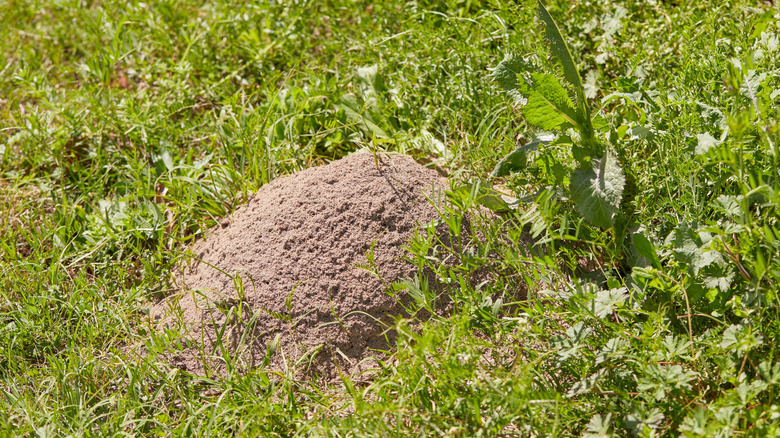What to do if you find a fire ant nest in your yard