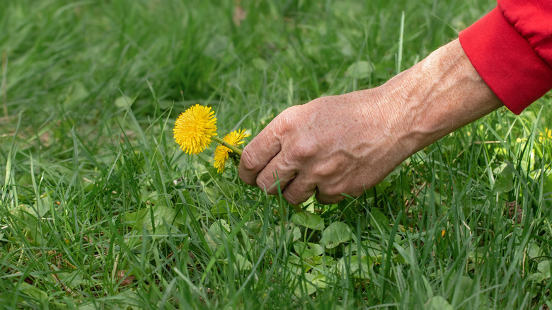 The best time of year to use pre-emergent on your lawn (and how to ...